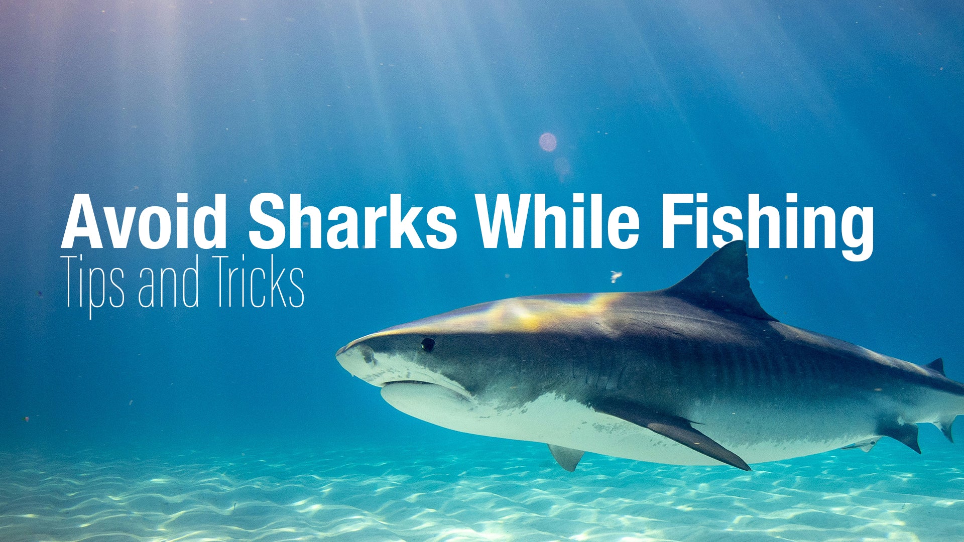 Avoid Sharks While Fishing Off Of Floridas Coast: Tips and Tricks ...