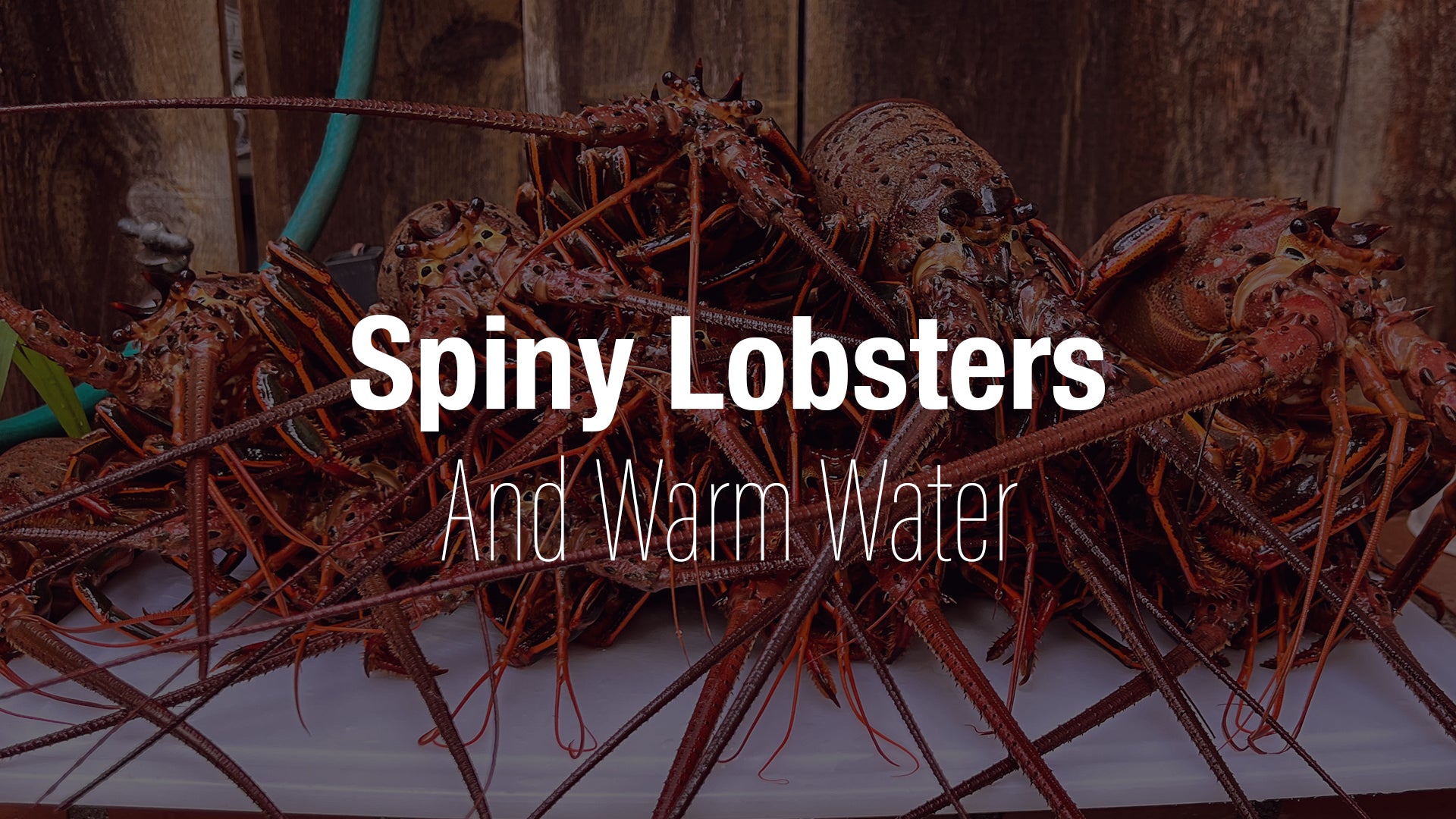Warm Water and California Spiny Lobsters: A Thriving Relationship ...