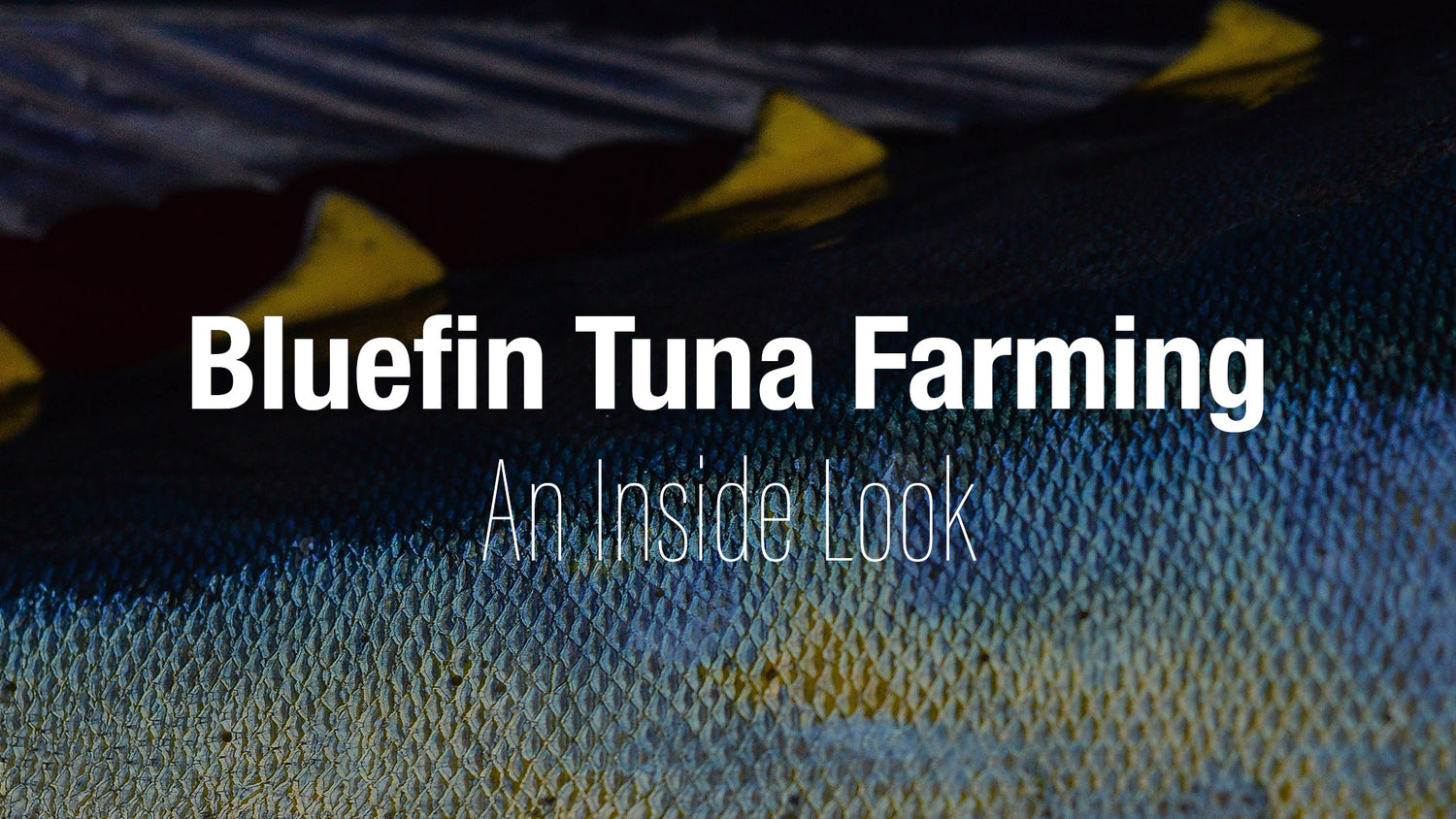 Tuna Farming in Pens in Baja California: An Inside Look – Opah Gear ...